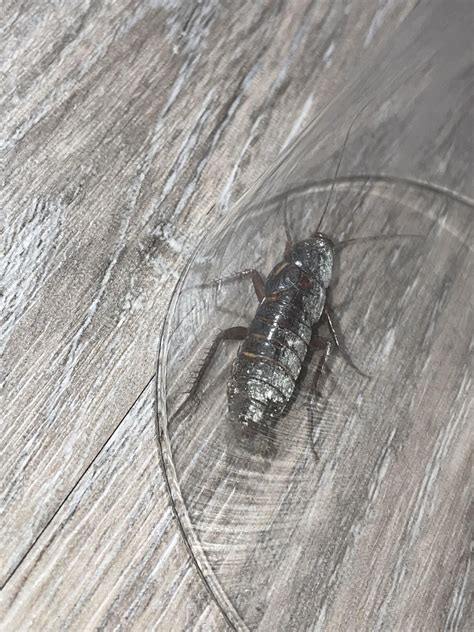 Is This A Roach R Whatsthisbug