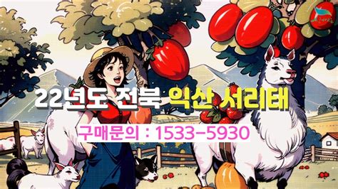 신바람 농산물 협력농가 판매상품 1533 5930 4월 할인판매 진행중 산지직발송 2022년 햇 전북 익산 서리태 판매 파는곳 구매 가격 시세 사는곳 농장 추천