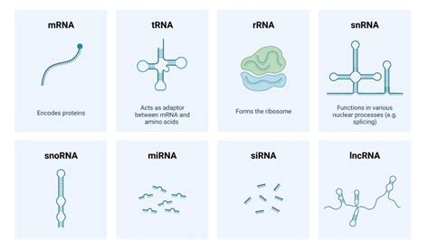 Rna Analysis Transcriptomics Market Forecast 2024 2030