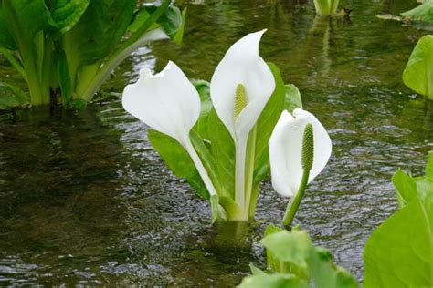 水芭蕉の花 清流 画像2 無料 写真素材 フリー写真素材 花ざかりの森