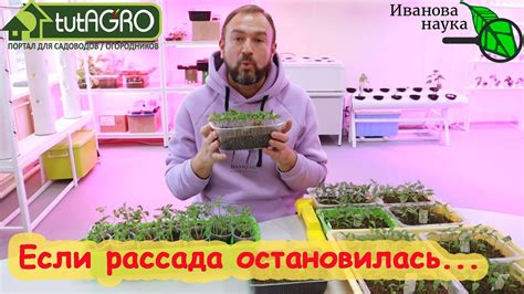 РАССАДА ОСТАНОВИЛАСЬ В РОСТЕ? Это дешевое средство всё исправит! Вот ...