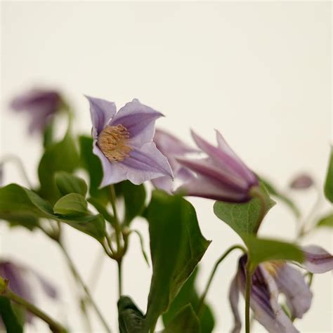 우리나라 이름으로는 으아리 꽃 별클레마티스 오묘한 어니스트플라워 Honestflower