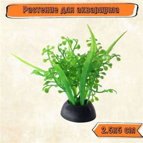 Аквариумное растение Rabizy кустик 2 5х5 см купить по цене 184 ₽ с доставкой в Москве и России