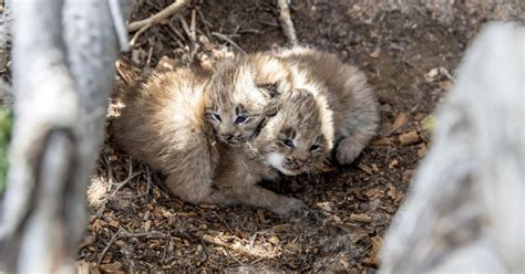 First Lynx Kittens Born On Colville Reservation Since Reintroduction Wenatchee Valley And Ncw