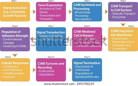 12 Icam Stock Vectors And Vector Art Shutterstock