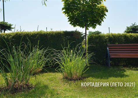 Как вырастить кортадерию в Подмосковье? - статьи о растениях