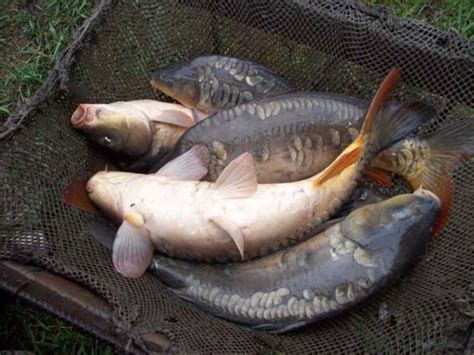Мирная рыба сазан где обитает интересные факты фото как отличить размеры