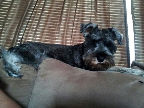 Rocky ~schnauzer Miniature Schnauzer Schnauzer Mini Schnauzer