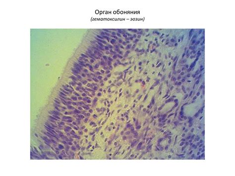 Нервная система органы чувств эндокринная система презентация онлайн