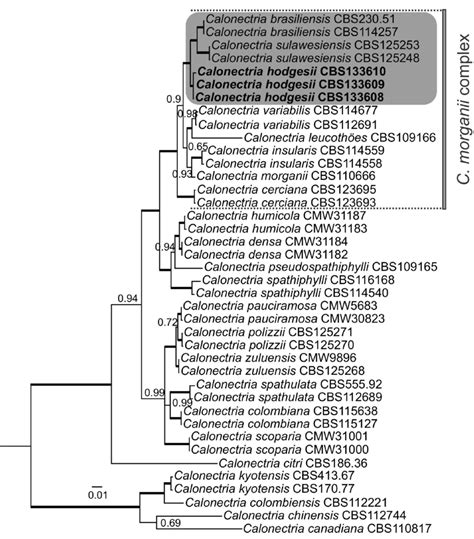 phylogenetic tree obtained from bayesian inference using combined