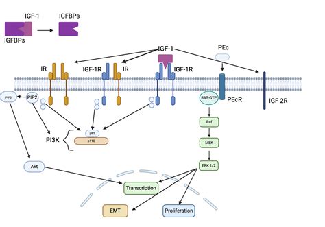 Igf 1 Signalling Pathway Biorender Science Templates