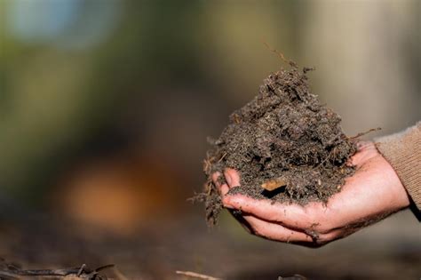 Premium Photo University Babe Conducting Research On Forest Health Farmer Collecting Soil