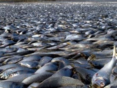 Հազարավոր սատկած ձկներ են հայտնաբերվել Ատլանտյան օվկիանոսում՝ Ֆրանսիայի ափերի մոտ