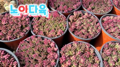 새로입고된 다육이 2000~ 채송화세덤 와송바위솔 노아다육 Youtube