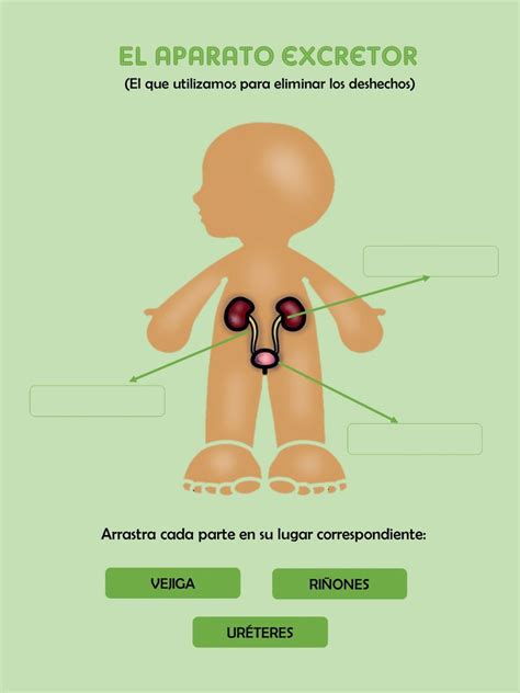 El Aparato Excretor Worksheet El Aparato Excretor Ciencias De La Naturaleza Ciencias Naturales