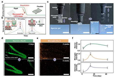Transient Shuttle For A Widespread Neural Probe With Minimal Perturbation Research Communities