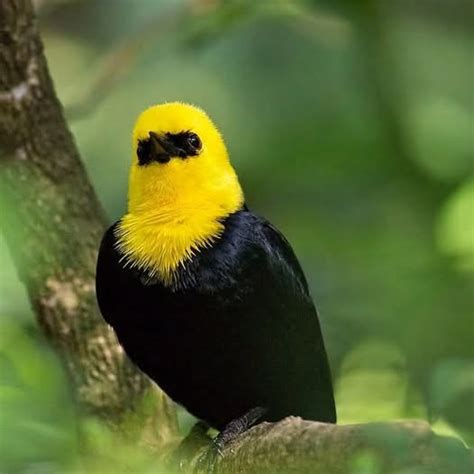 Beautiful Yellow Hooded Blackbird The Yellow Hooded Blackbird
