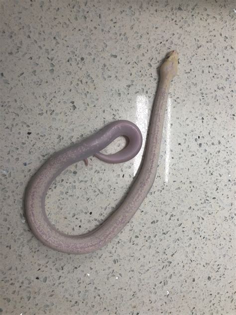 Blizzard Reduced Pattern Granite Burmese Python By Moyes Pythons