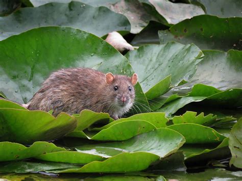 The Brown Rat Also Referred To As Common Rat Street Rat Sewer Rat Hanover Rat Norway Rat