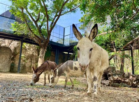 高雄壽山動物園重新開放！親子景點推薦必訪，線上預約、門票、交通、一日遊亮點公開