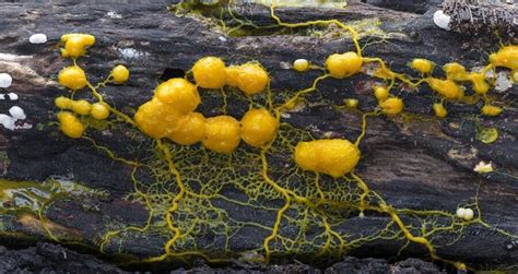 Mysterious Blob With 720 Sexes And Ability To Learn Unveiled In Paris