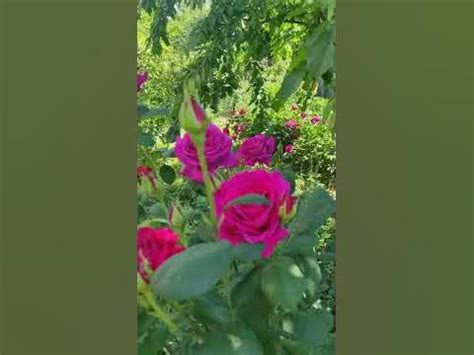 літній сад,рози 🌹це дуже красиво - YouTube