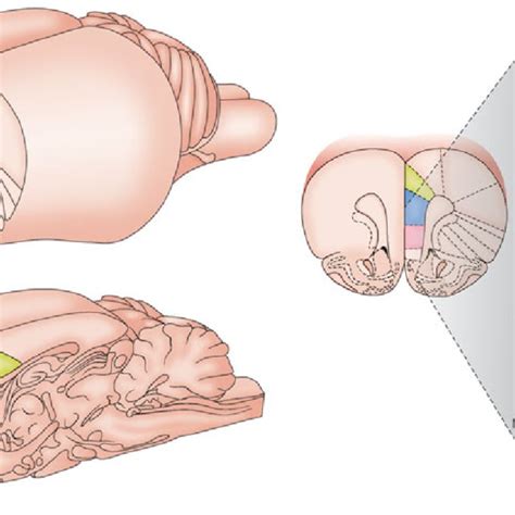 The Anatomical Locus Of The Medial Prefrontal Cortex Within The Rat