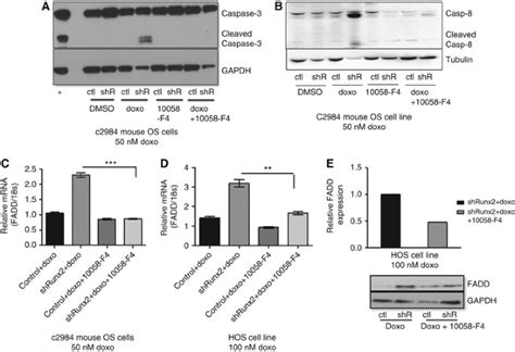 Loss Of Runx2 Sensitises Osteosarcoma To Chemotherapy Induced Apoptosis British Journal Of Cancer
