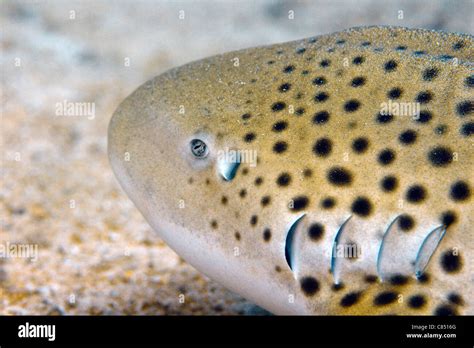Zebra Shark Teeth