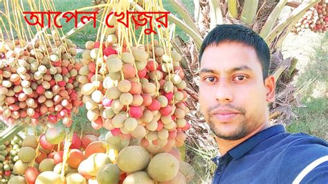 🤲সৌদি আরব আপেল খেজুর গাছ🌹 কতটা সুন্দর মাশাআল্লাহ👍 Youtube