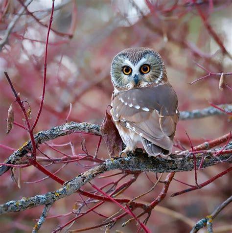 Хүүхэд яагаад муу сурдаг вэ Сурах зорилгоо ойлгоогүй сэтгэл санааны өөдрөг биш байдал хувийн