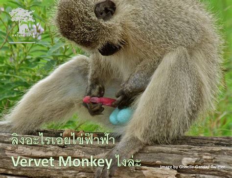 Nature Says กลับมาอีกครั้งหลังจากห่างหายไปนานกับช่วง