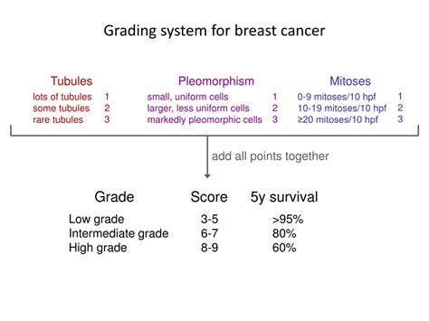 Ppt Kristine Krafts Md Powerpoint Presentation Free Download Id