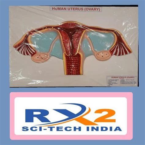 Human Uterus Model At Best Price In Greater Noida Uttar Pradesh Rx2