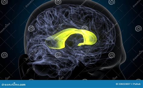 D Illustration Of Human Brain Corpus Callous Anatomy Stock Photo CartoonDealer Com