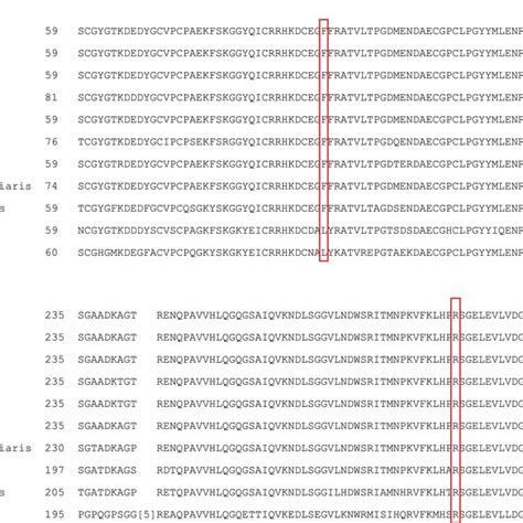 Multiple Sequence Alignments Of Human Edar A And Eda B With Their Download Scientific