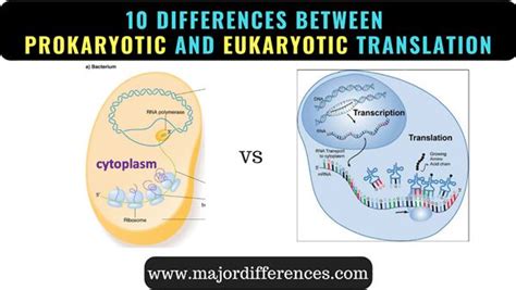 Prokaryotic Vs Eukaryotic Diagram