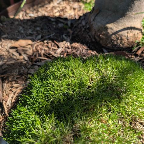 10 Compact Australian Native Groundcovers For Every Garden Minimalist