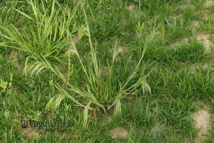 Cheatgrass Bromus Tectorum Weed Profile Weed Identification