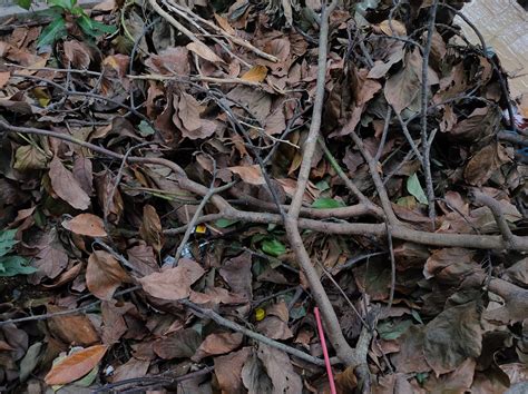 Ano Ang English Sa Tuyong Dahon