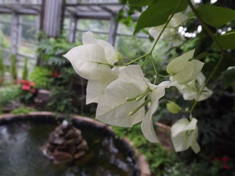 雨の中でも しまね花の郷