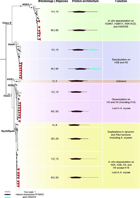 Conservation Of Histone Deacetylase Domain Containing Proteins In The Download Scientific