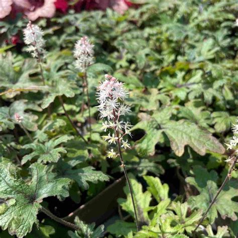 Tiarella Pink Skyrocket Plante Vivace