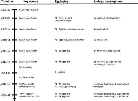 Timeline Showing The Key Events Of Mating And Separation Egg