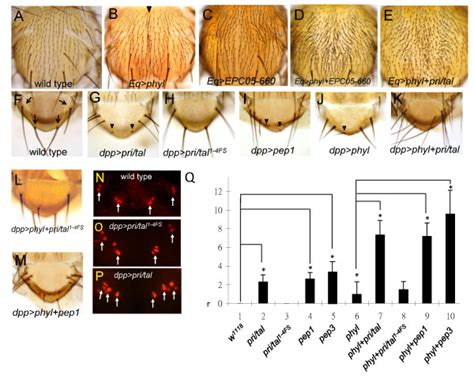 Forced Expression Of Prital Peptides Induces Ectopic Es Organ Download Scientific Diagram