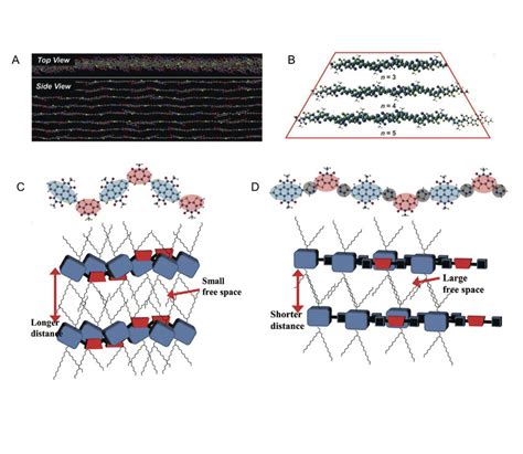 A Molecular Dynamics Simulations Of The Backbone Conformation Of