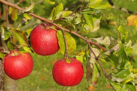 Apel Merah Matang Foto Gratis Di Pixabay Pixabay