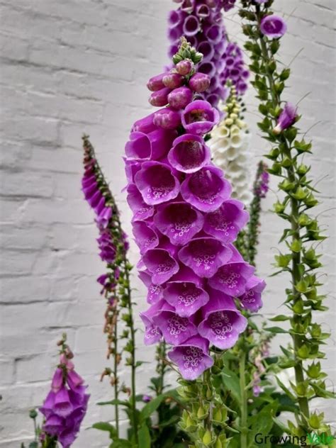 Foxglove Flower Meaning Symbolism And Uses You Should Know Learningvale