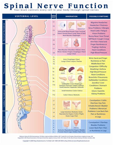 Spinal Nerves Function Chart Educational Chart Resources