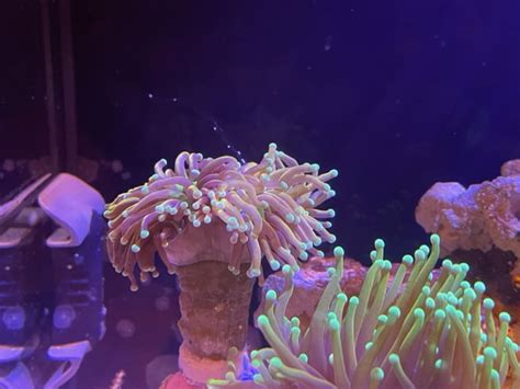 Spawning Torch Coral Reef Casa